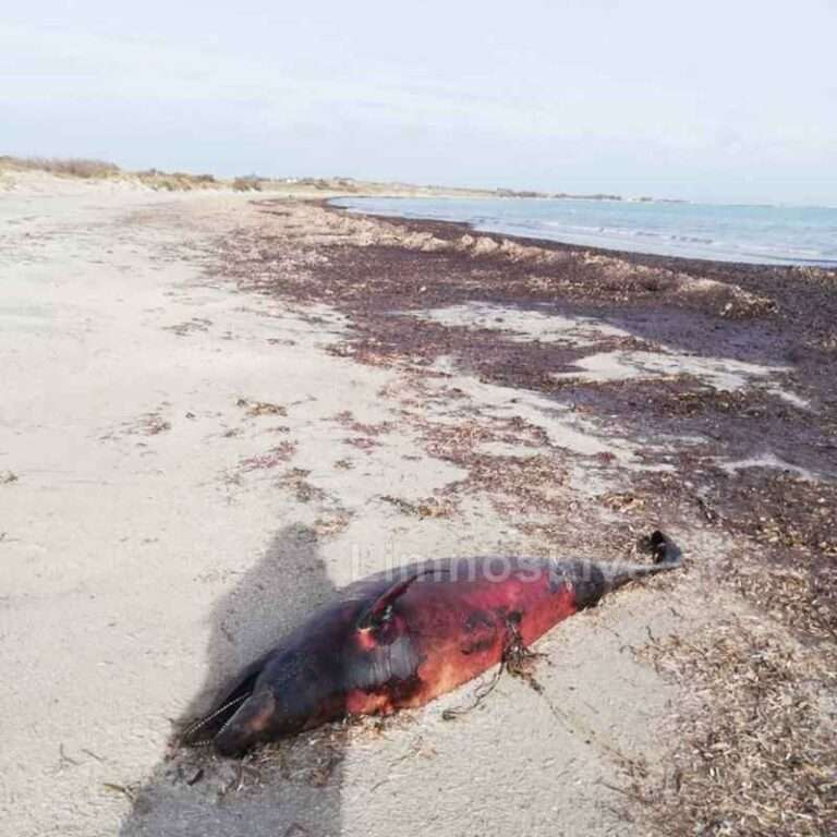 Νεκρό δελφίνι ξεβράστηκε στην παραλία του Κέρους στη Λήμνο... (εικόνες ...